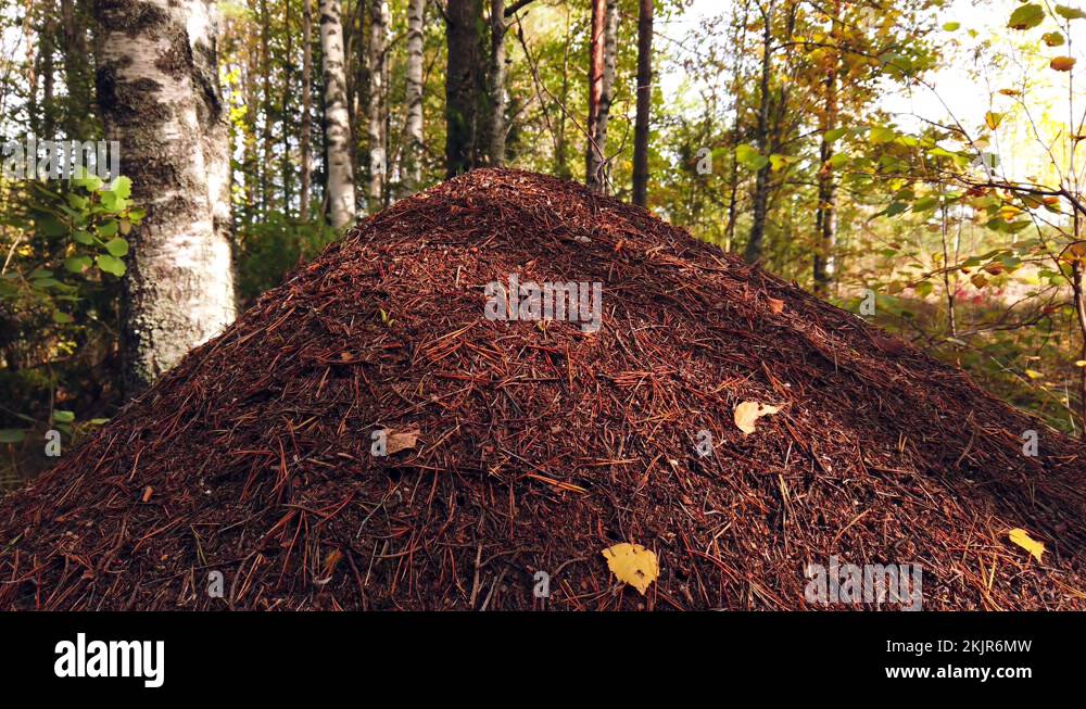 huge anthill with big red ants in the middle of the forest Stock Video ...