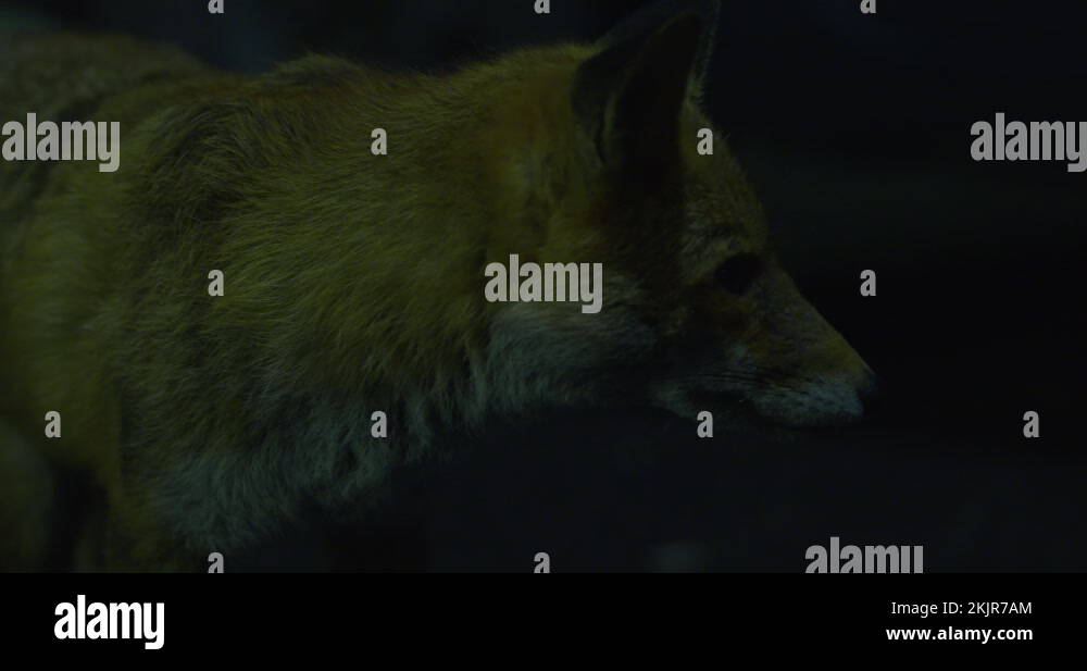 Red fox at night Stock Videos & Footage - HD and 4K Video Clips - Alamy