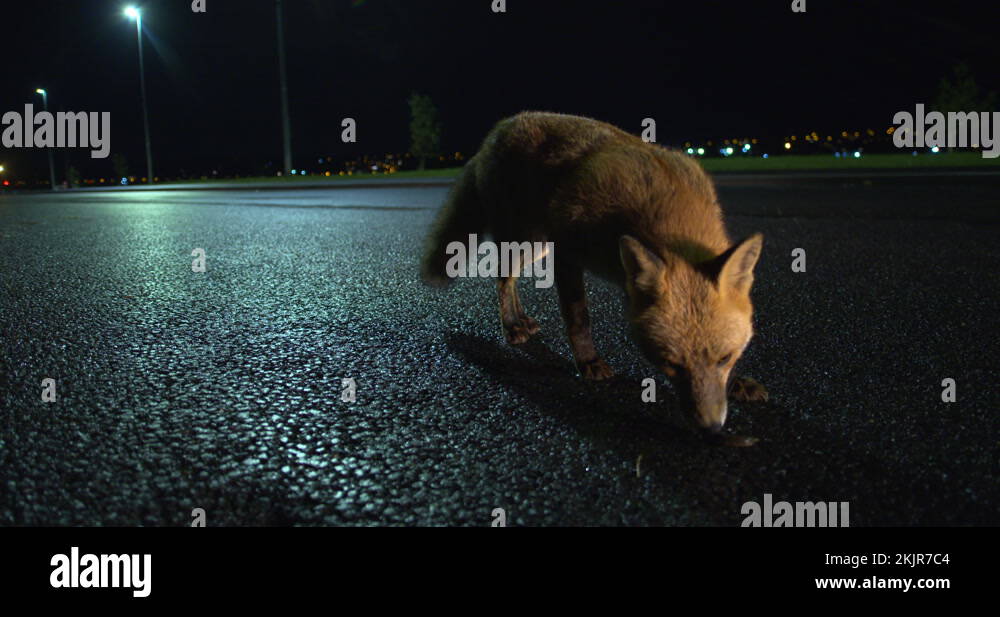 Red fox tame urban vixen sniffs for food under street light at night ...