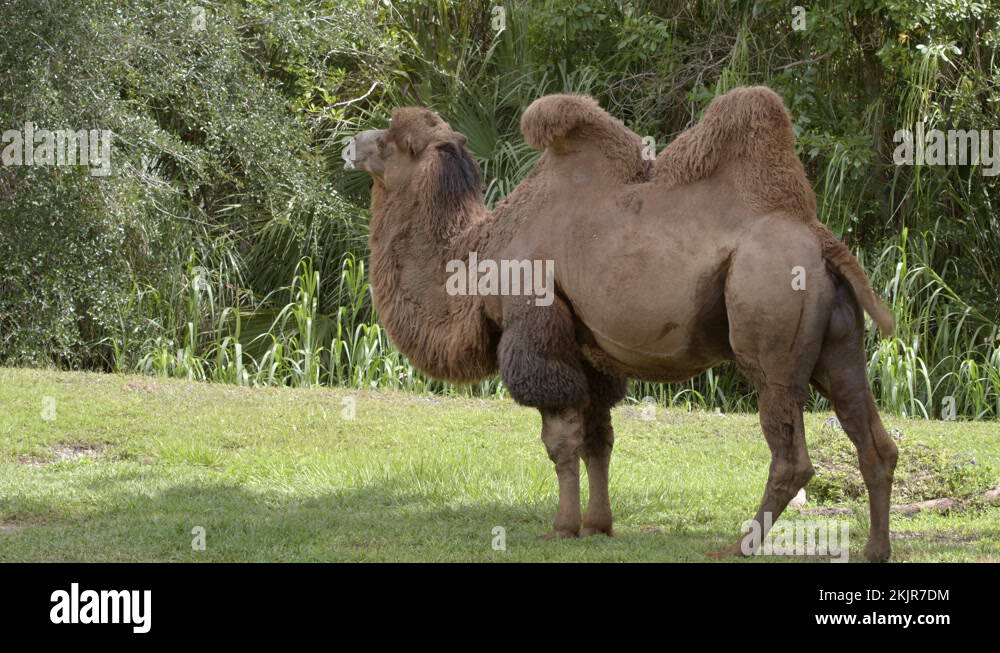 Hump of camel Stock Videos & Footage - HD and 4K Video Clips - Alamy