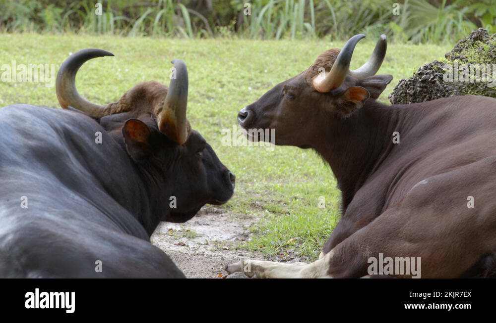 Gaur horn Stock Videos & Footage - HD and 4K Video Clips - Alamy