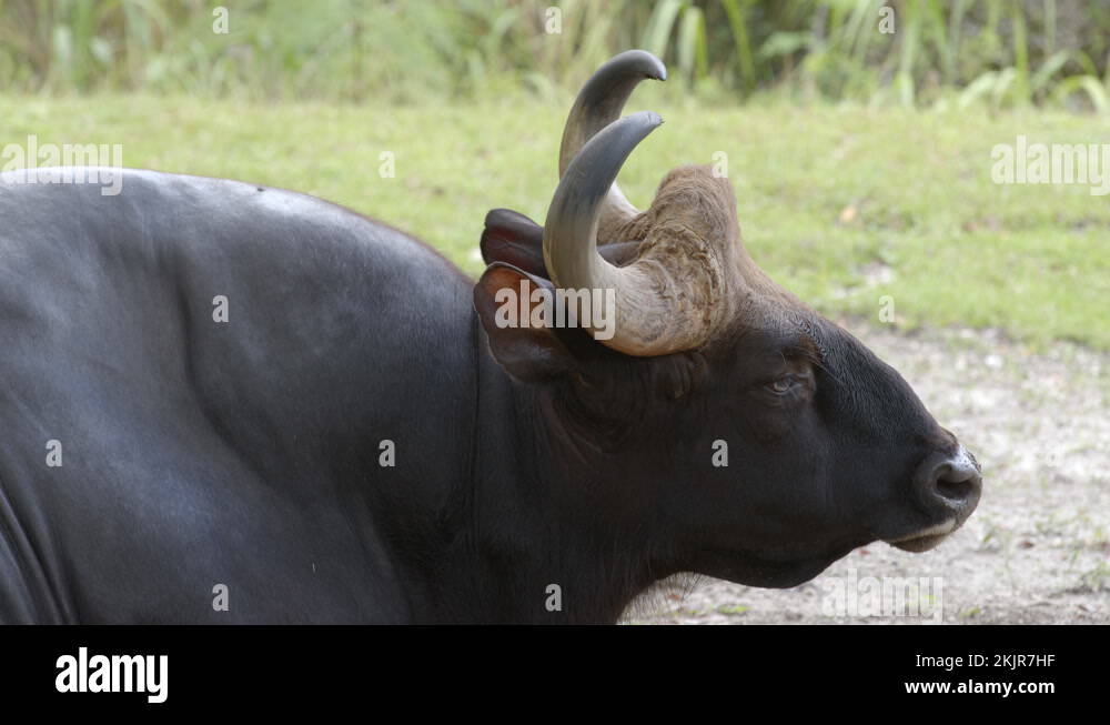 Gaur horns Stock Videos & Footage - HD and 4K Video Clips - Alamy