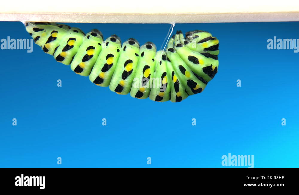 Blue swallowtail caterpillar Stock Videos & Footage - HD and 4K Video ...