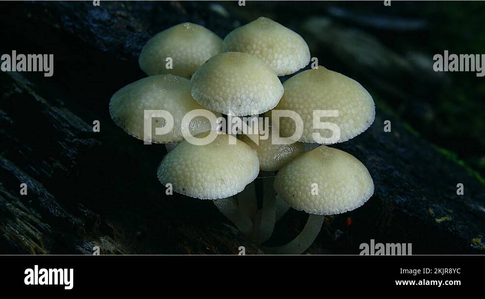 Red and white fungi Stock Videos & Footage - HD and 4K Video Clips - Alamy