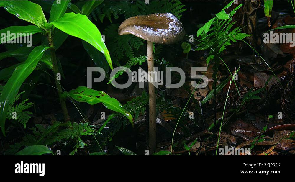 Tall fungi Stock Videos & Footage - HD and 4K Video Clips - Alamy