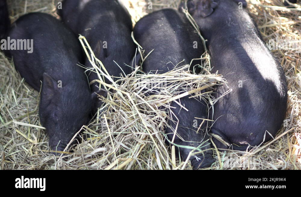 Pig in bed Stock Videos & Footage - HD and 4K Video Clips - Alamy
