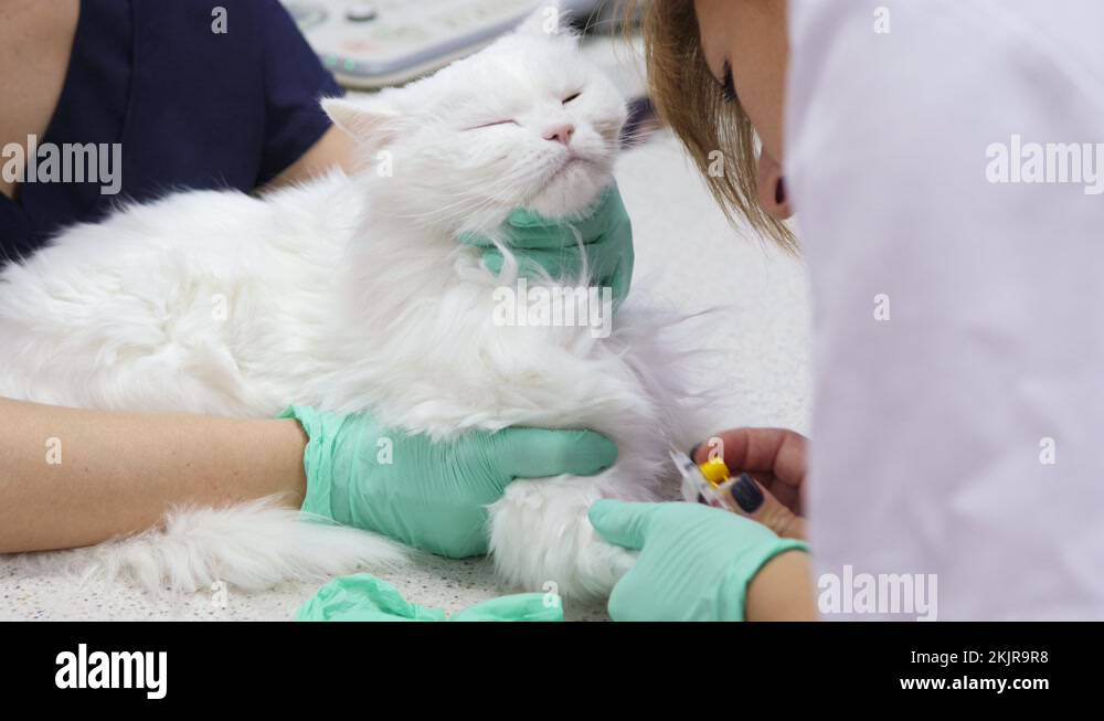 Veterinary placing a catheter via a cat in the clinic Stock Video ...