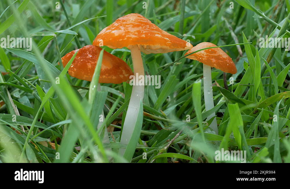 Orange fungus orange fungi Stock Videos & Footage - HD and 4K Video ...