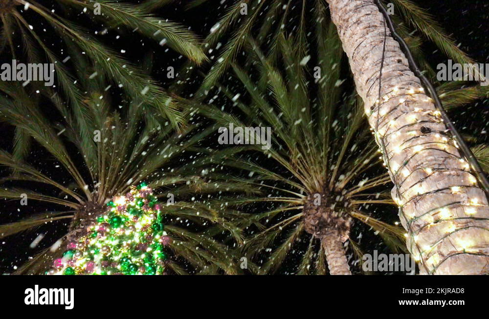 Snow on palm trees Stock Videos & Footage - HD and 4K Video Clips - Alamy