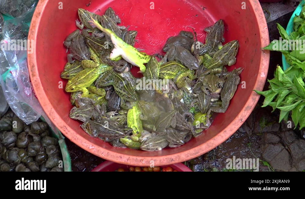Bucket of frogs Stock Videos & Footage - HD and 4K Video Clips - Alamy