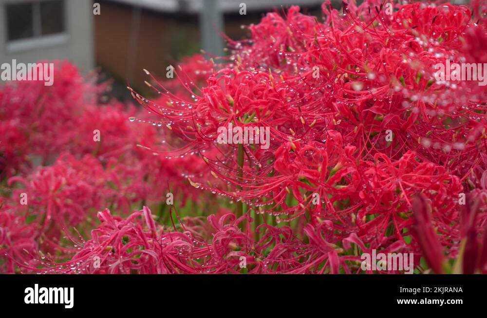 Beautiful japanese beautiful Lycoris radiata Lily spider Stock Video ...