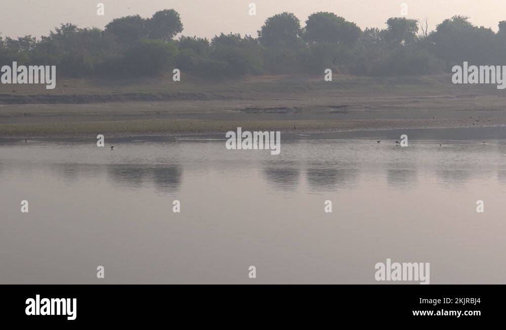 River wading birds Stock Videos & Footage - HD and 4K Video Clips - Alamy