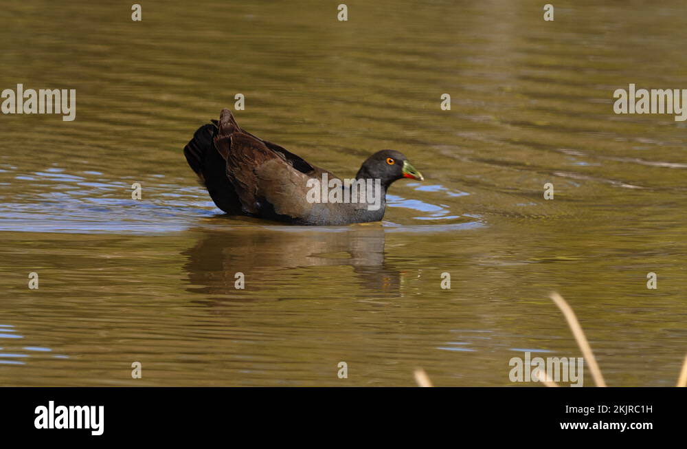 Swimming hen Stock Videos & Footage - HD and 4K Video Clips - Alamy