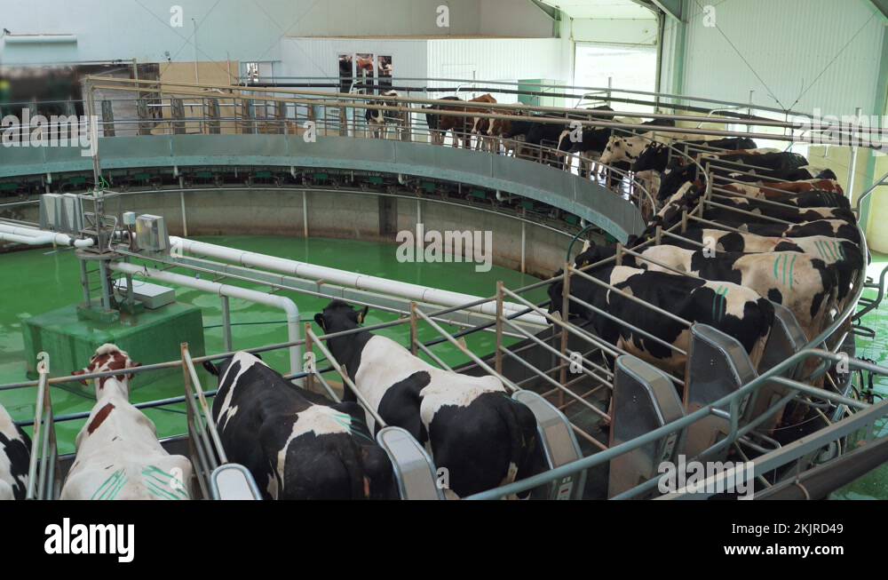 Milking cows process on dairy farm or factory with milking machine ...