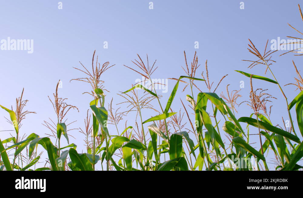 Beautiful green maize field against the blue sky. Movement from top to ...