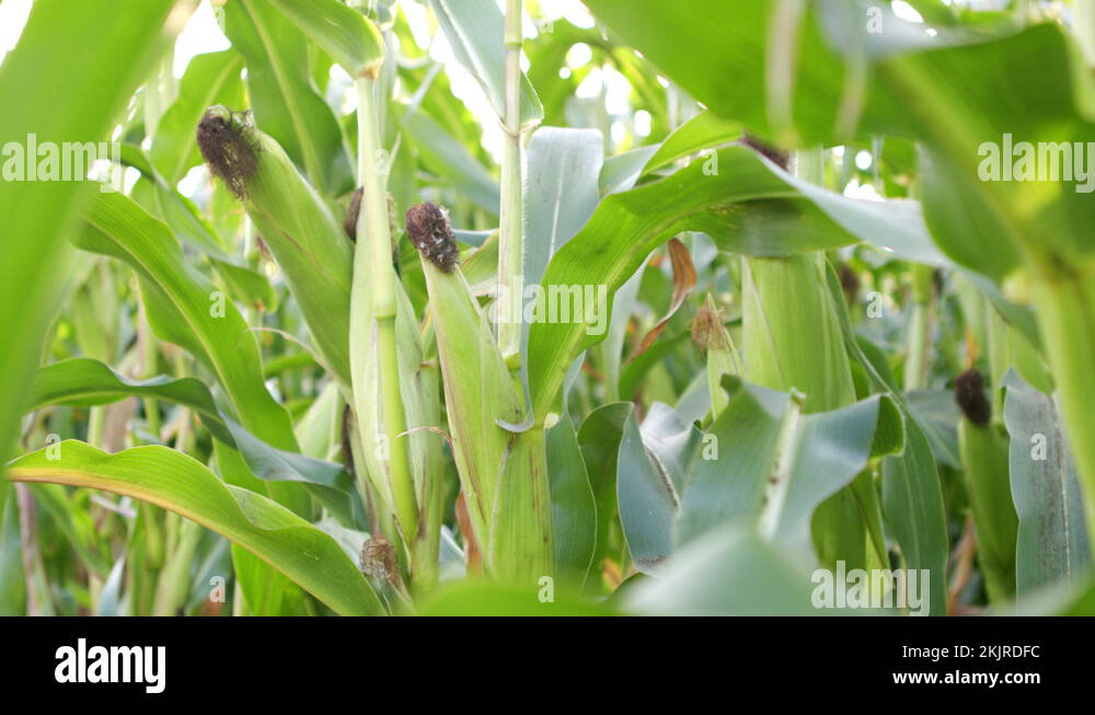 Close up. Corn plants in a rows on cultivated farmland. Slow motion ...