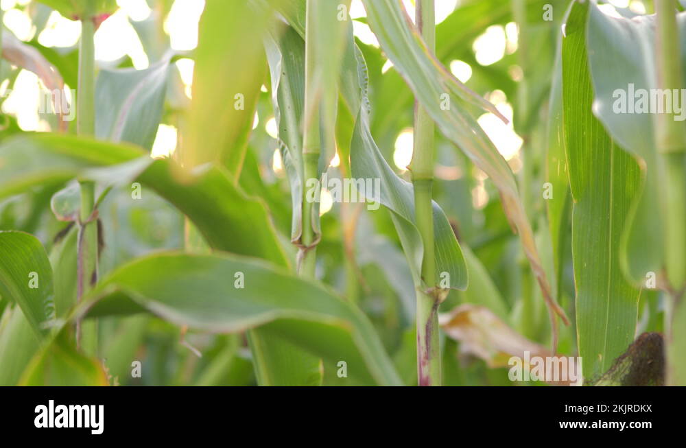 Close up. Corn plants in a rows on cultivated farmland. Slow motion ...