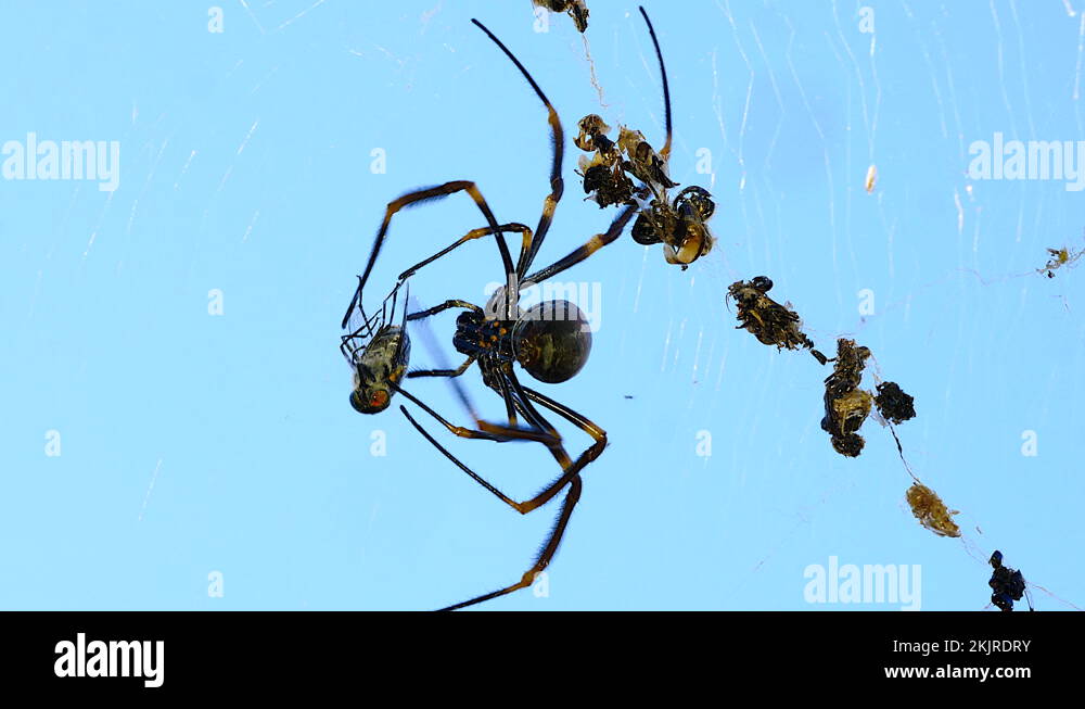 Spider wrapping Stock Videos & Footage - HD and 4K Video Clips - Alamy