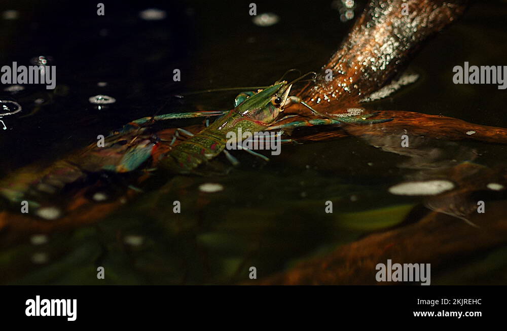 Octopus on a stick Stock Videos & Footage - HD and 4K Video Clips - Alamy