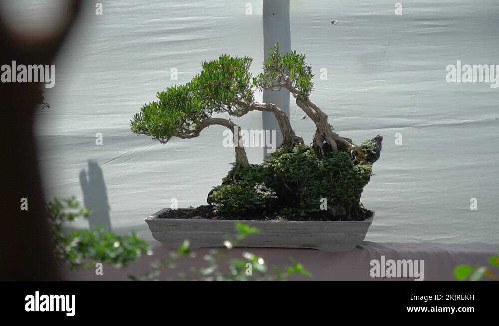 Buxus tree Stock Videos & Footage - HD and 4K Video Clips - Alamy