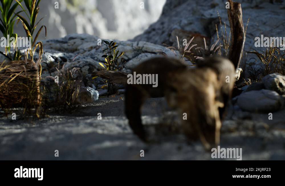 Skull of a dead ram in the desert Stock Video Footage - Alamy