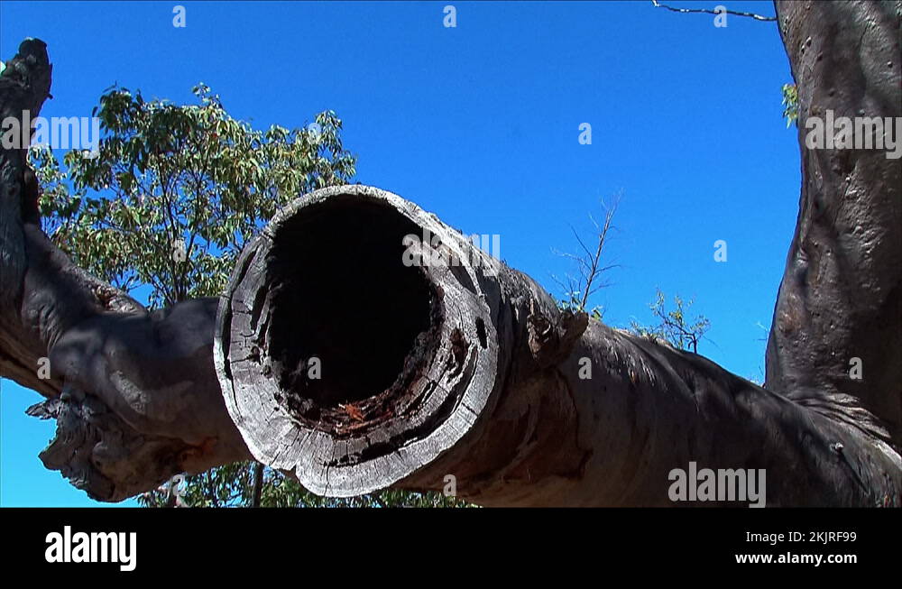 Snakes hole Stock Videos & Footage - HD and 4K Video Clips - Alamy