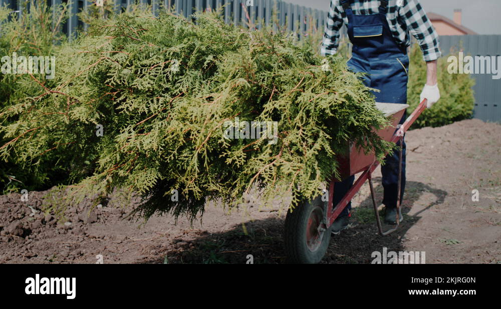 Planting hedge trees Stock Videos & Footage - HD and 4K Video Clips - Alamy