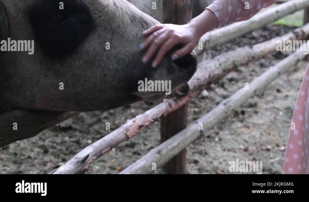 Farm animals, livestock care, cattle. Woman feeds bull carrots through ...