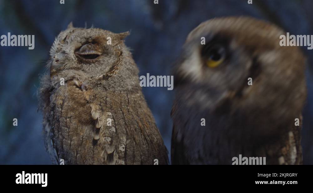 Adorable baby owls Stock Videos & Footage - HD and 4K Video Clips - Alamy