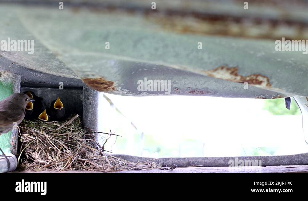 Rearing the offspring Stock Videos & Footage - HD and 4K Video Clips ...