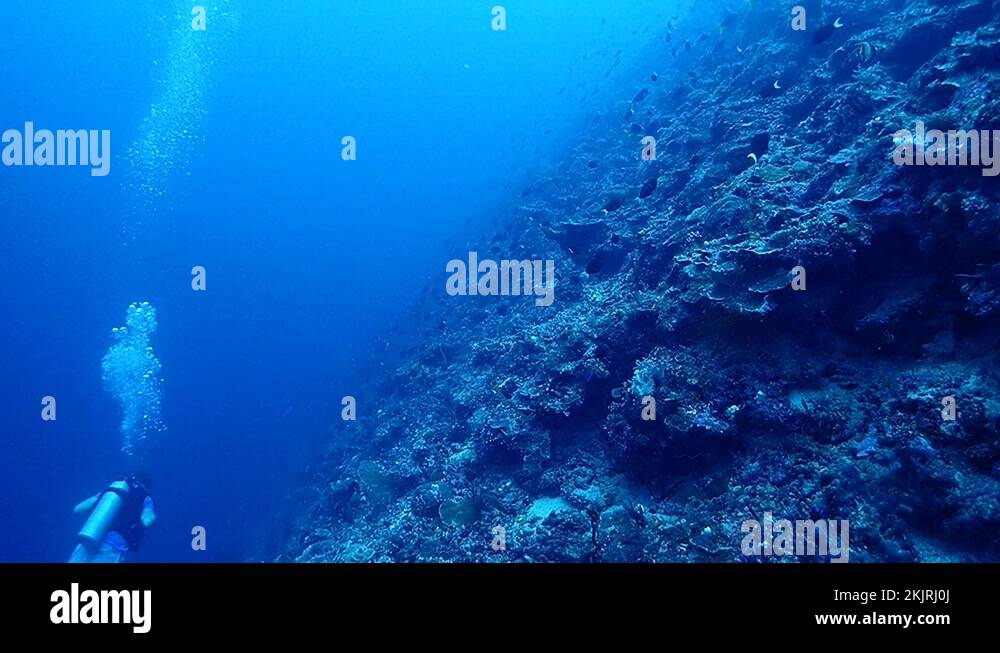 PNg wall diving over coral reefs and fish Papua New Guinea Stock Video ...