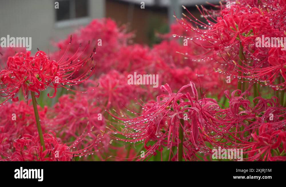 Japanese spider lily Stock Videos & Footage - HD and 4K Video Clips - Alamy