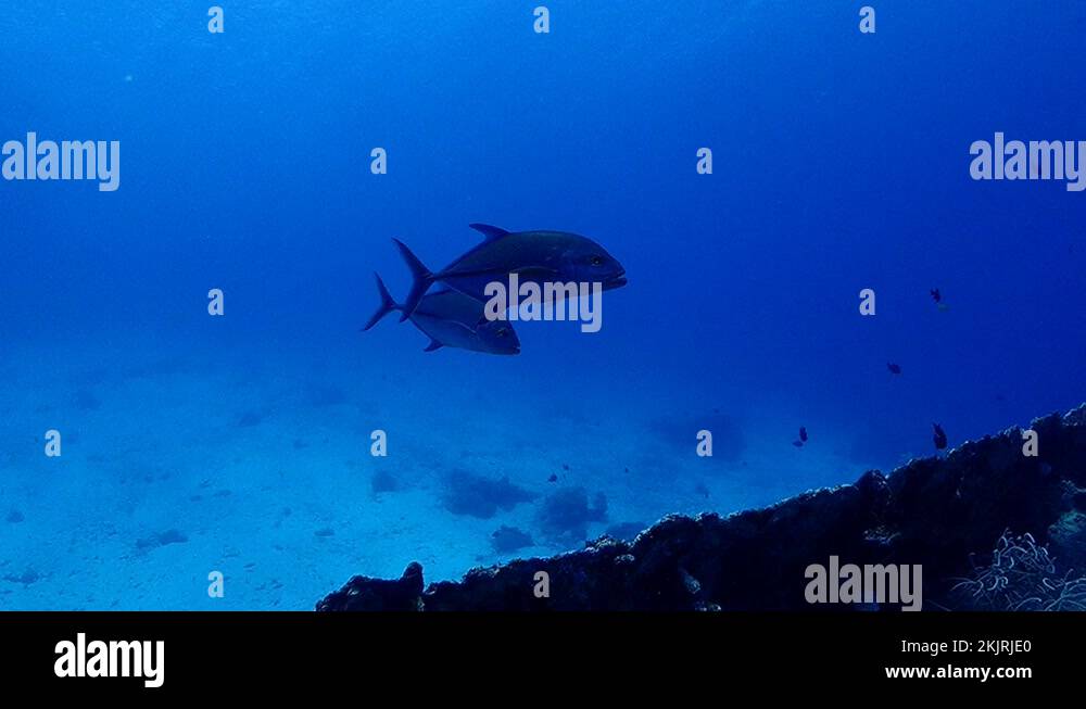 Scuba diving in Papua New Guinea, East New Britain Stock Video Footage ...