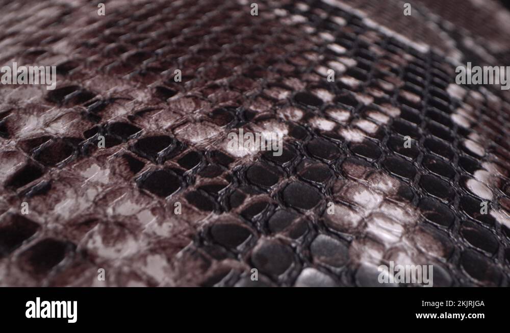 Texture of a skin of a snake close up Stock Videos & Footage - HD and ...