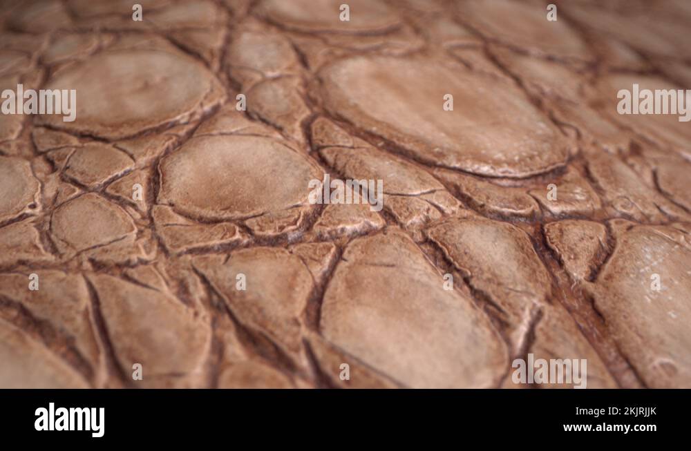 Lizard skin texture Stock Videos & Footage - HD and 4K Video Clips - Alamy
