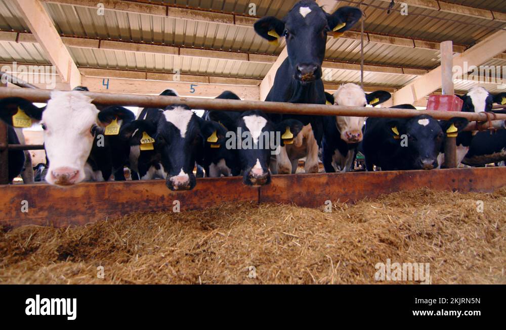 Breeding of cattle. Cows in a cowshed eating hay on a farm close up ...