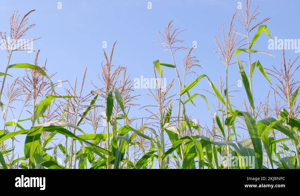 Beautiful green maize field against the blue sky. Movement from top to ...