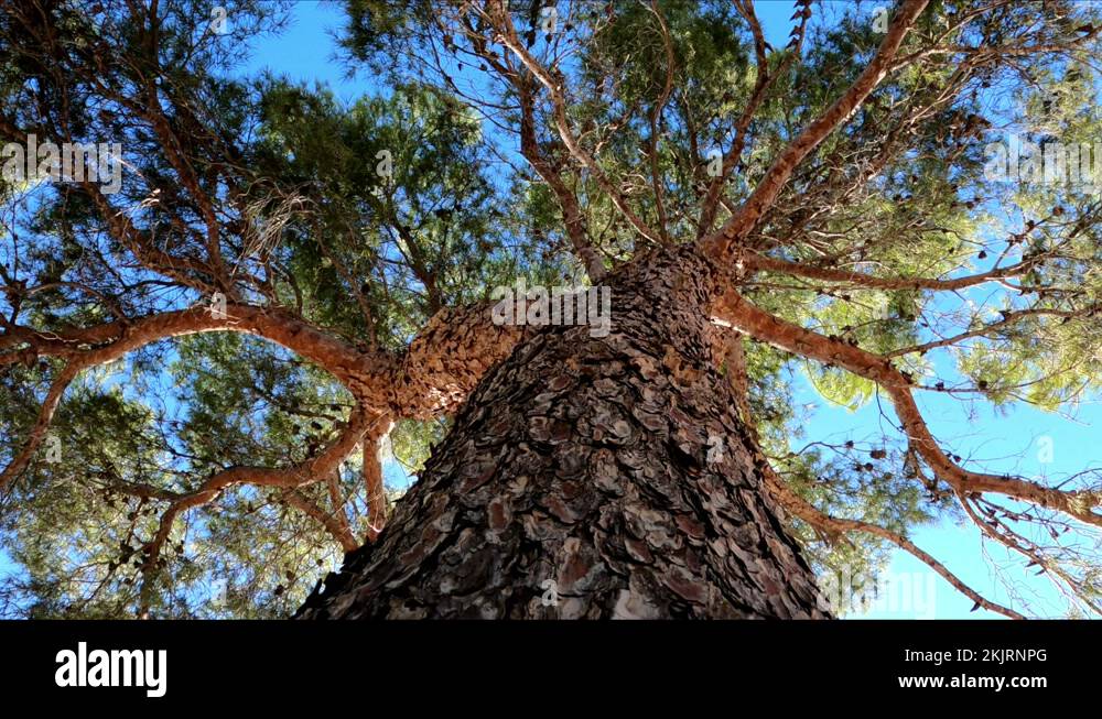 Pine tree trunk and branches from a low angle of view Stock Video ...