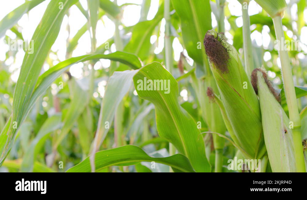 Green maize leaf Stock Videos & Footage - HD and 4K Video Clips - Alamy