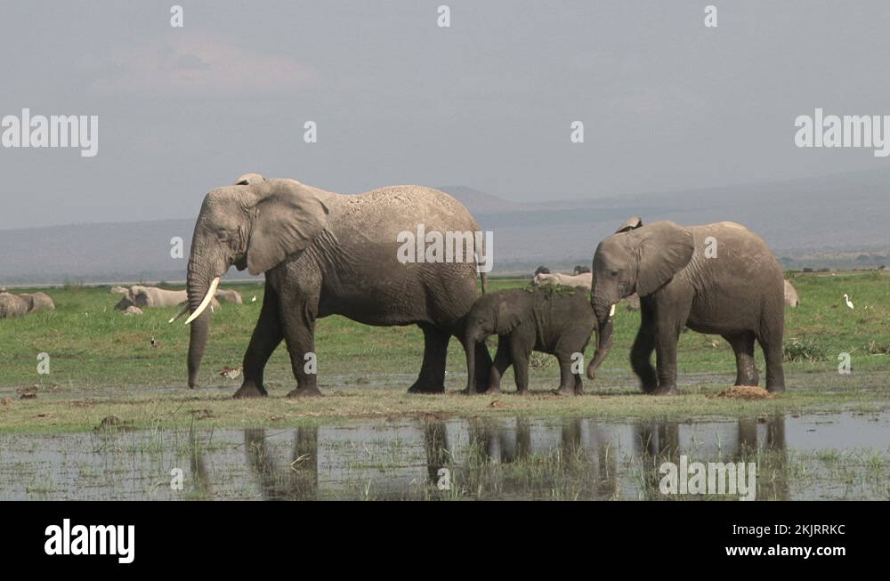 Children and elephant Stock Videos & Footage - HD and 4K Video Clips ...