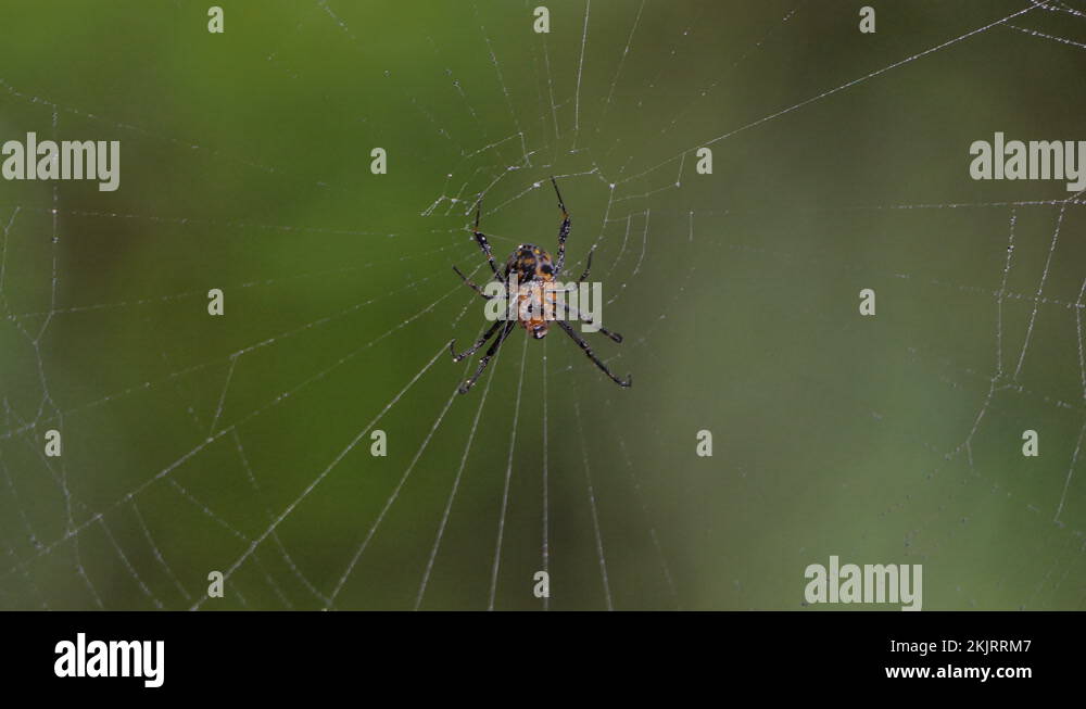 Spider with spiny legs Stock Videos & Footage - HD and 4K Video Clips ...