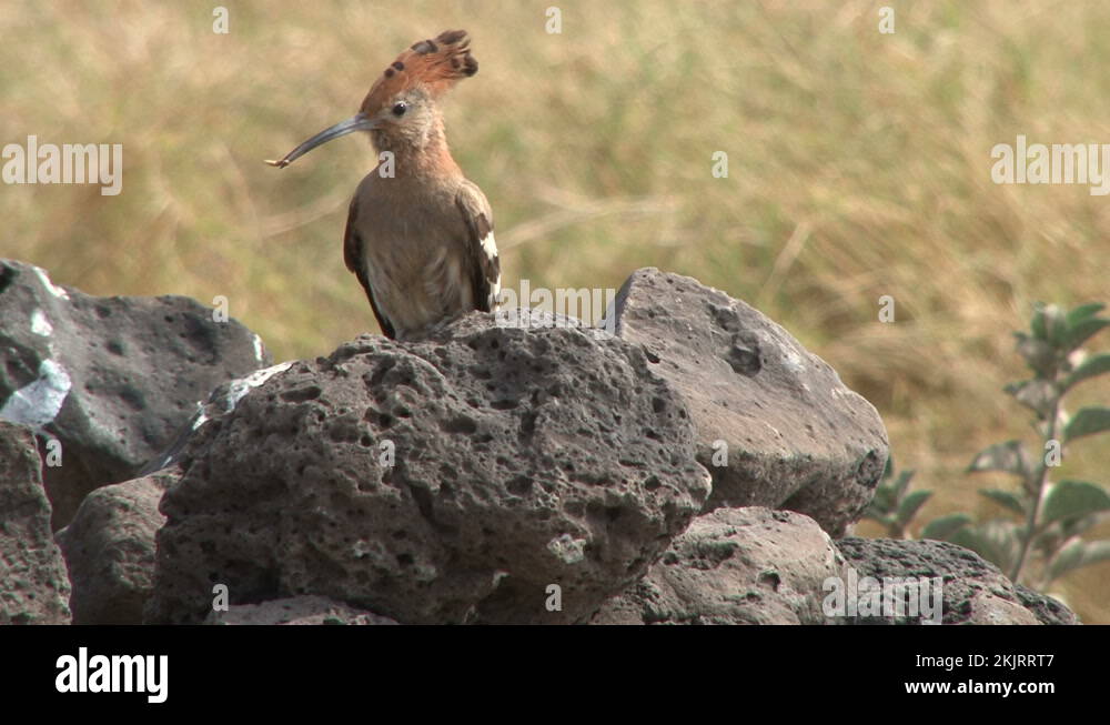 African hoopoe upupa epops Stock Videos & Footage - HD and 4K Video ...