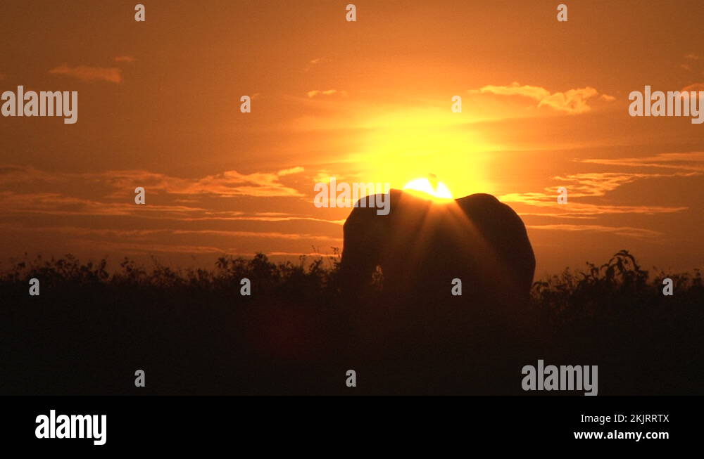 Elephant in the sun Stock Videos & Footage - HD and 4K Video Clips - Alamy