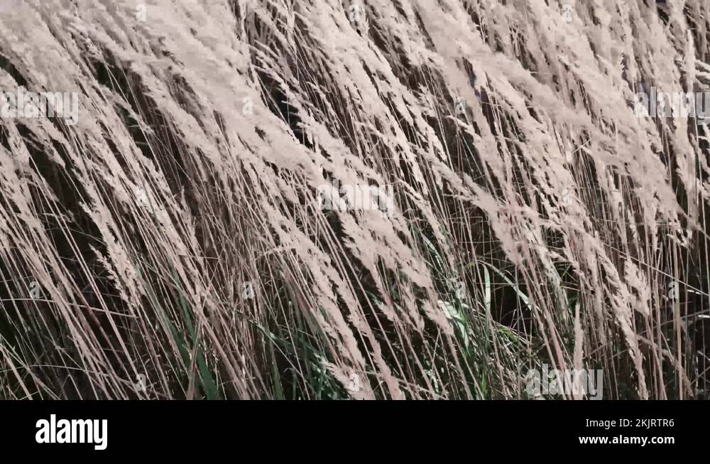 Rural field background Stock Videos & Footage - HD and 4K Video Clips ...