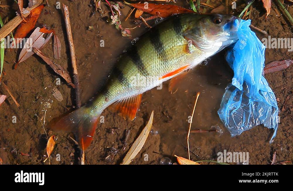 Garbage fish Stock Videos & Footage - HD and 4K Video Clips - Alamy