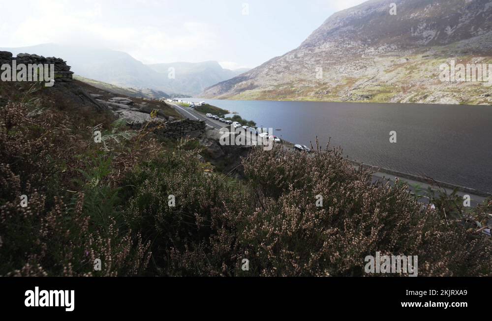 Snowdonia plants Stock Videos & Footage - HD and 4K Video Clips - Alamy
