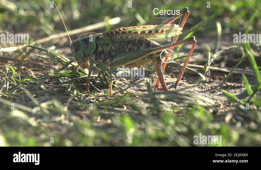 External Anatomy grasshopper diagram, Study Notes on Grasshopper, bush ...