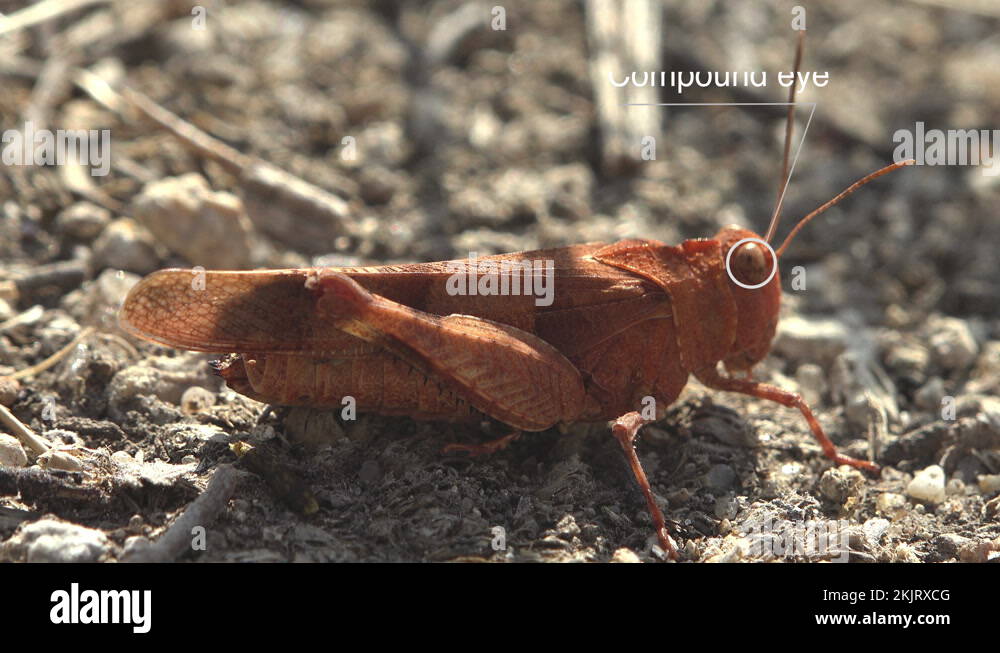 Grasshopper Anatomy Stock Videos And Footage Hd And 4k Video Clips Alamy