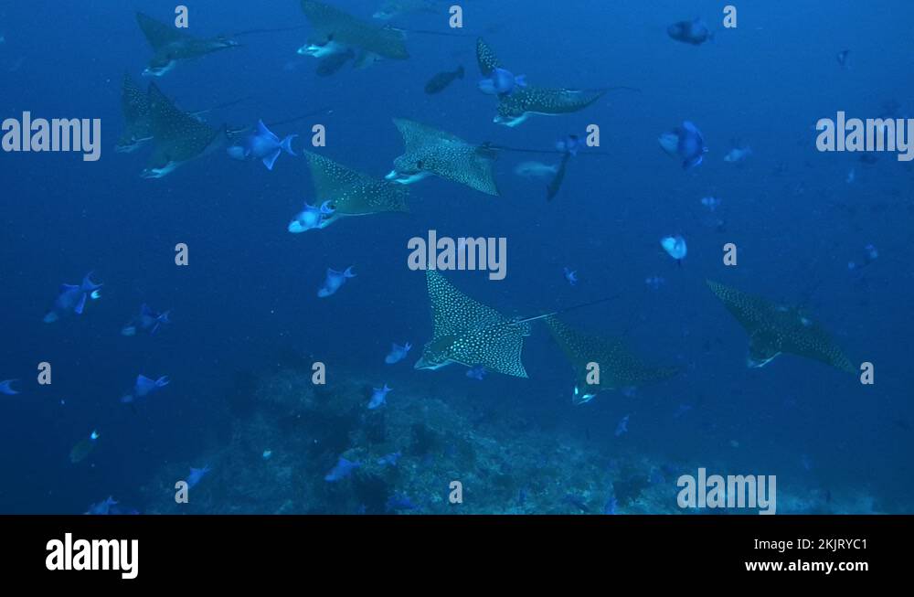 Spotted ray fish Stock Videos & Footage - HD and 4K Video Clips - Alamy