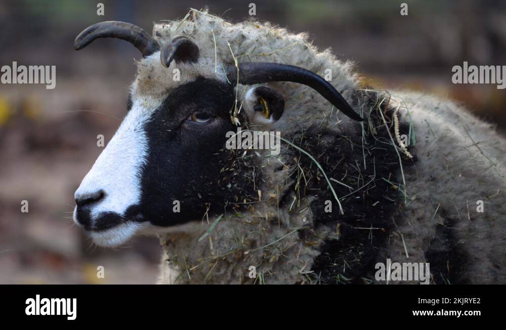 White sheep with horn Stock Videos & Footage - HD and 4K Video Clips ...